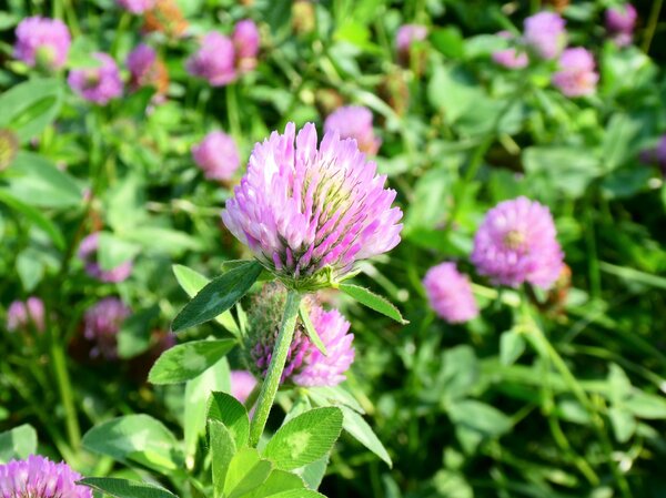 DSV | Trèfle Violet